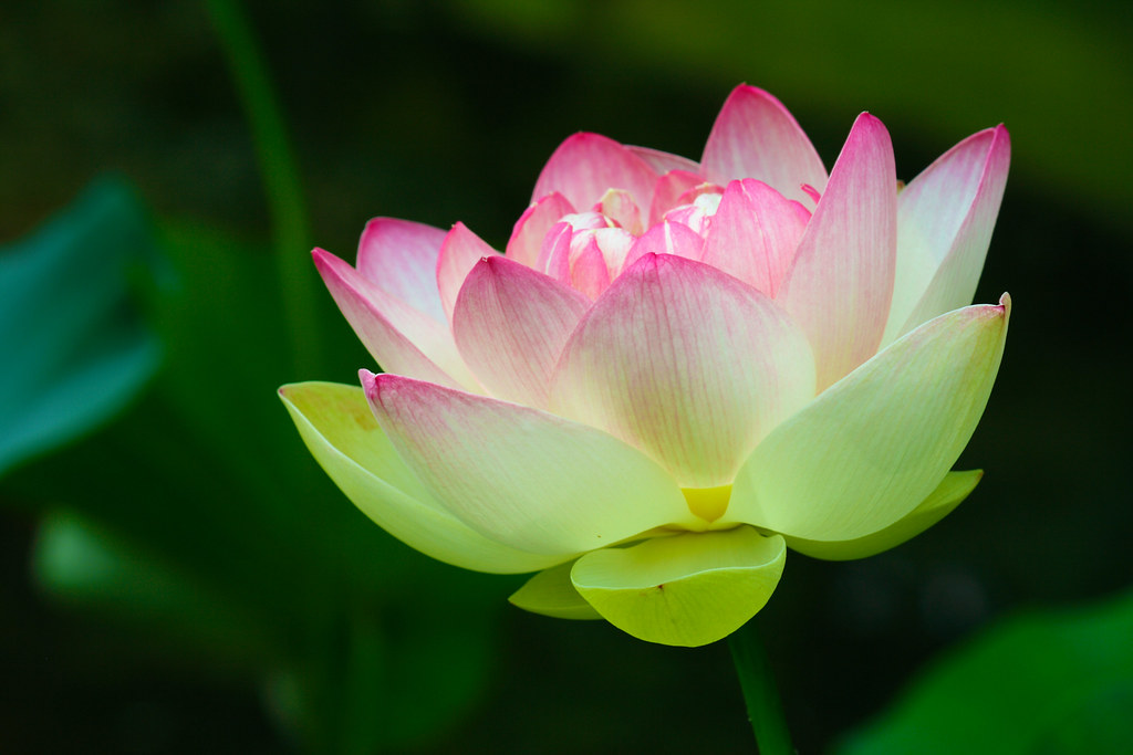 Division Iii –– Khandhaka Book 21 –– Khandha Saṃyutta Section 3 –– The ...